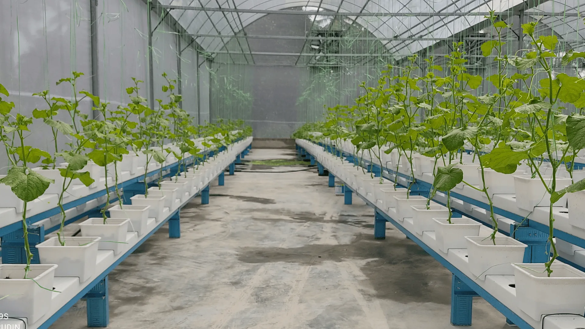 Kelebihan Makanan Segar dan Sihat melalui Penanaman dengan Kaedah ...